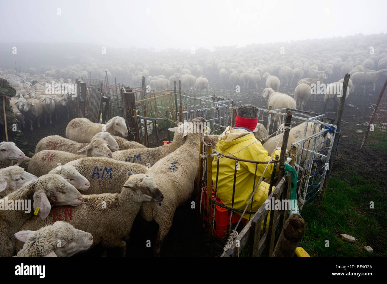 Vet examining a flock of sheep in the early morning in the Monte ...