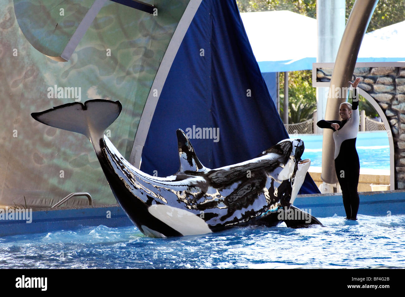 Killer whale show at SeaWorld, San Antonio, Texas - the largest ...