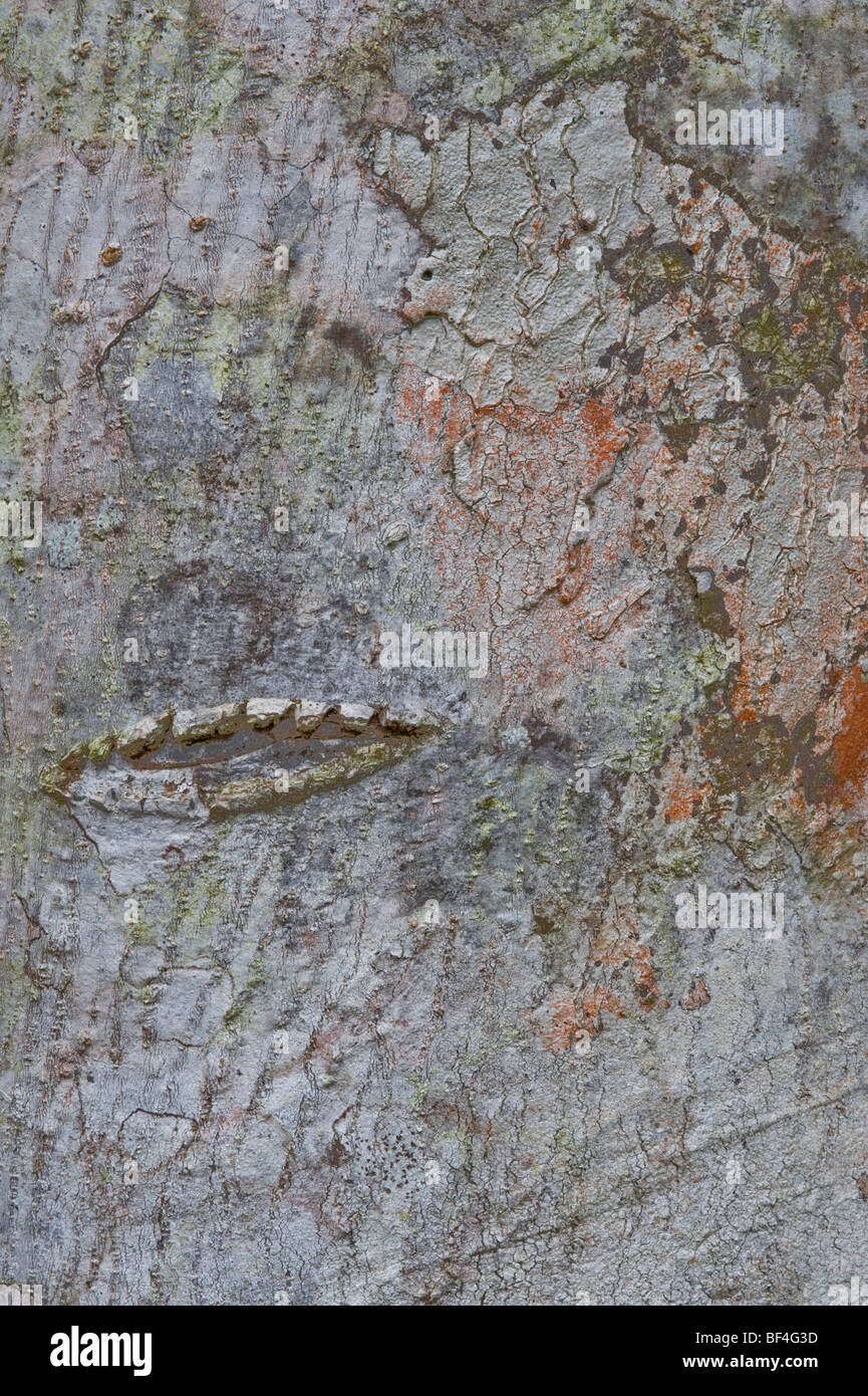 Greenheart tree hi-res stock photography and images - Alamy