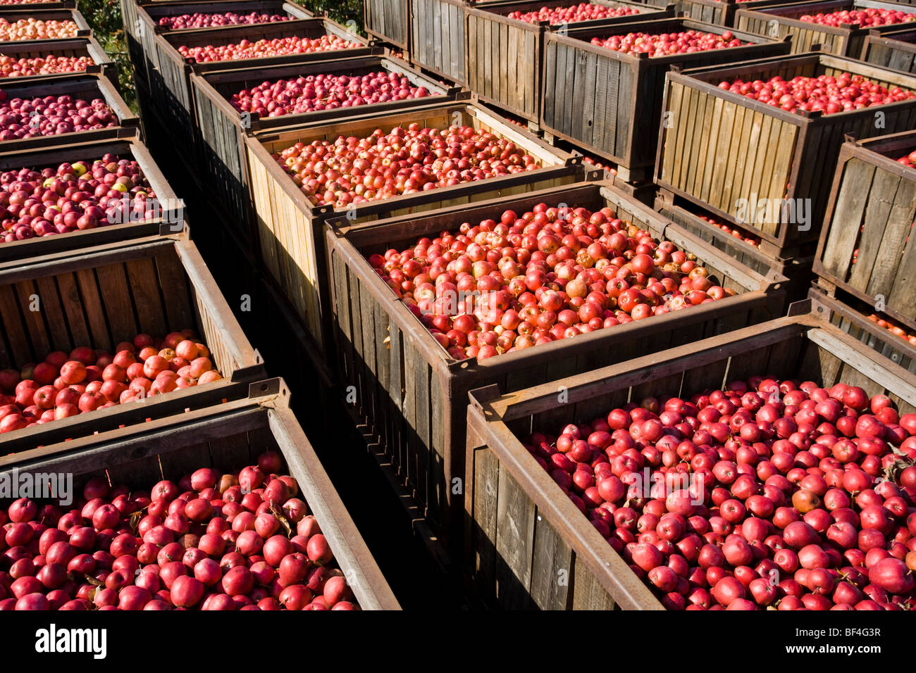 Apple harvest in Brandenburg, Germany, Europe Stock Photo - Alamy