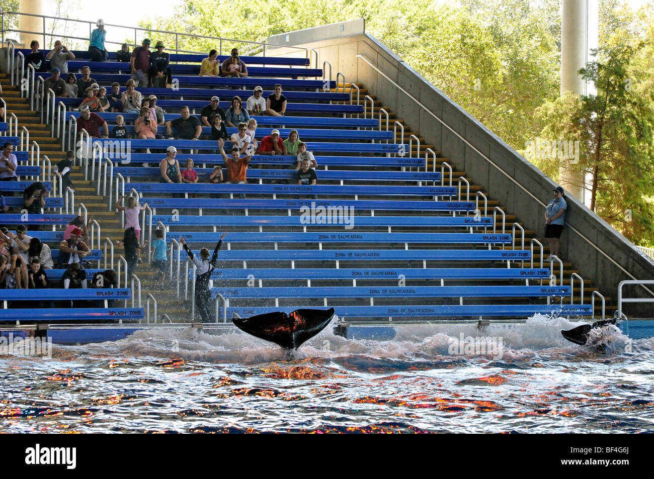 Killer whale show at SeaWorld, San Antonio, Texas - the largest ...