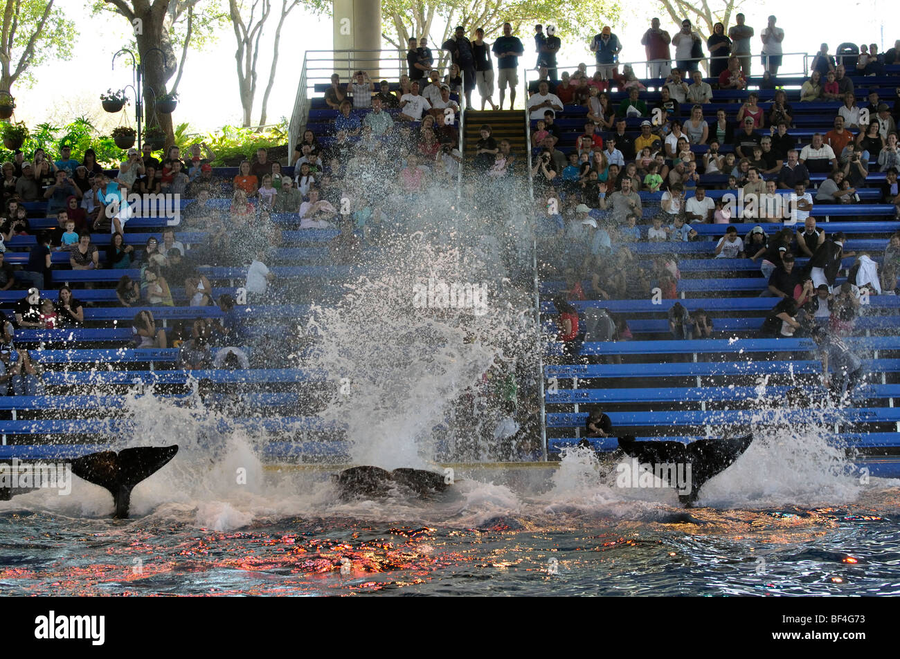 Killer whale show at SeaWorld, San Antonio, Texas - the largest ...