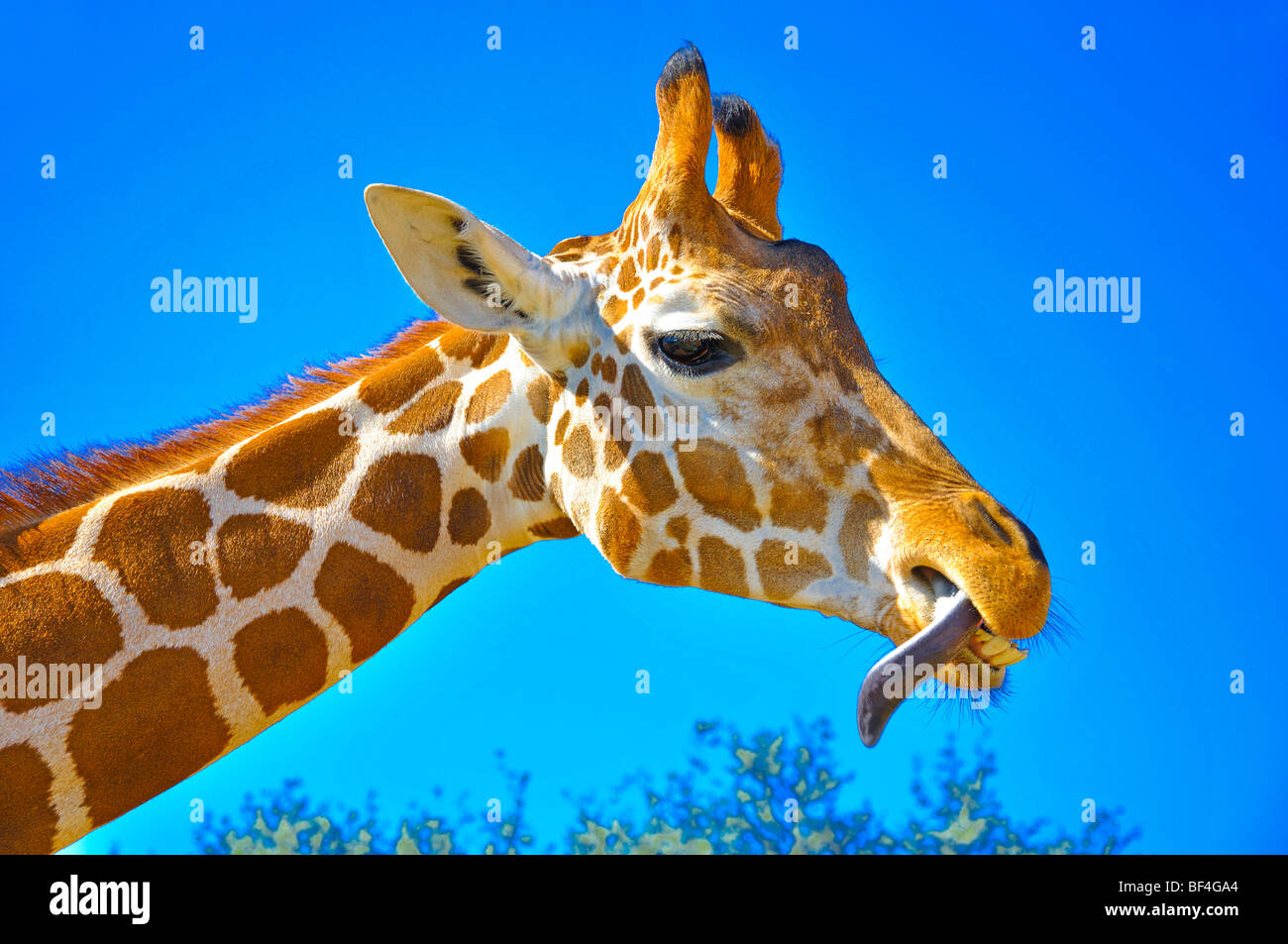Giraffe sticking out tongue hi-res stock photography and images - Alamy