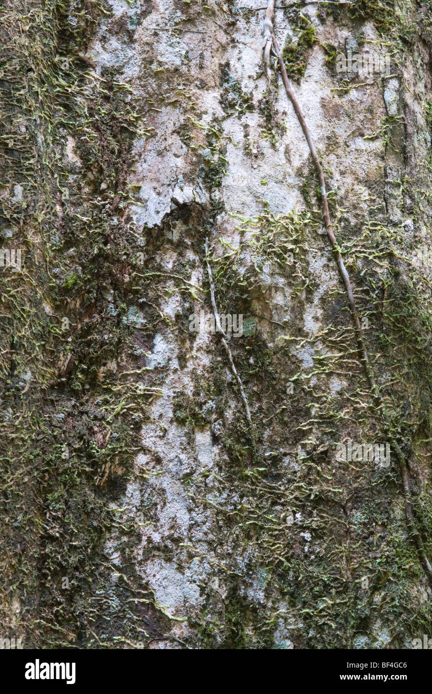 Itikiboroballi (Swartzia spp.) close-up bark Iwokrama Rainforest ...