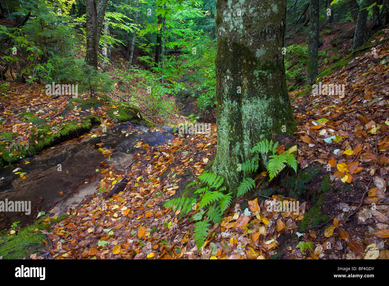 Silver bell falls hi-res stock photography and images - Alamy