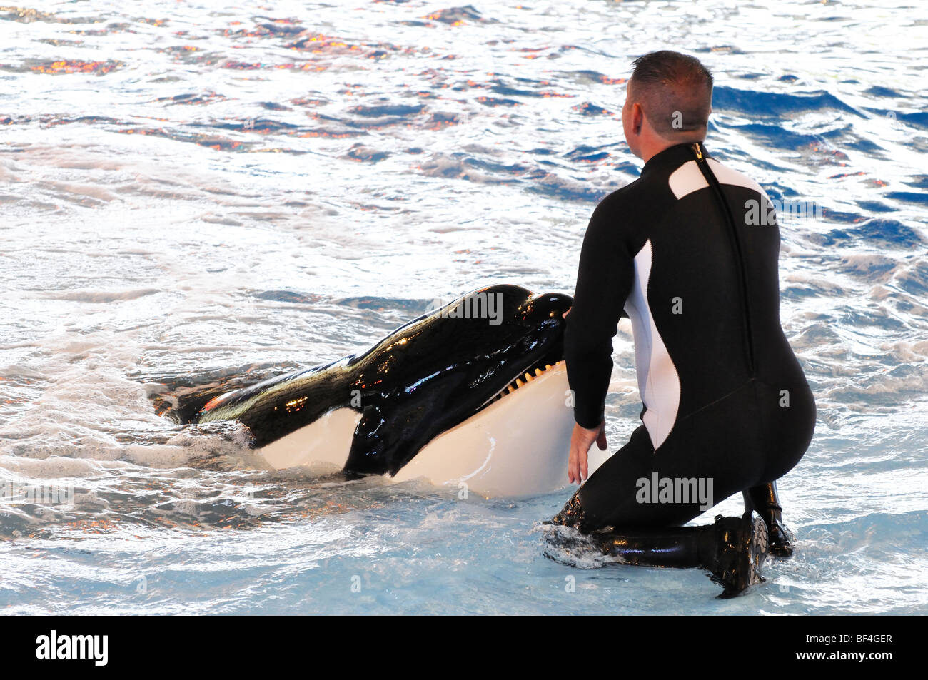 Killer whale show at SeaWorld, San Antonio, Texas - the largest ...