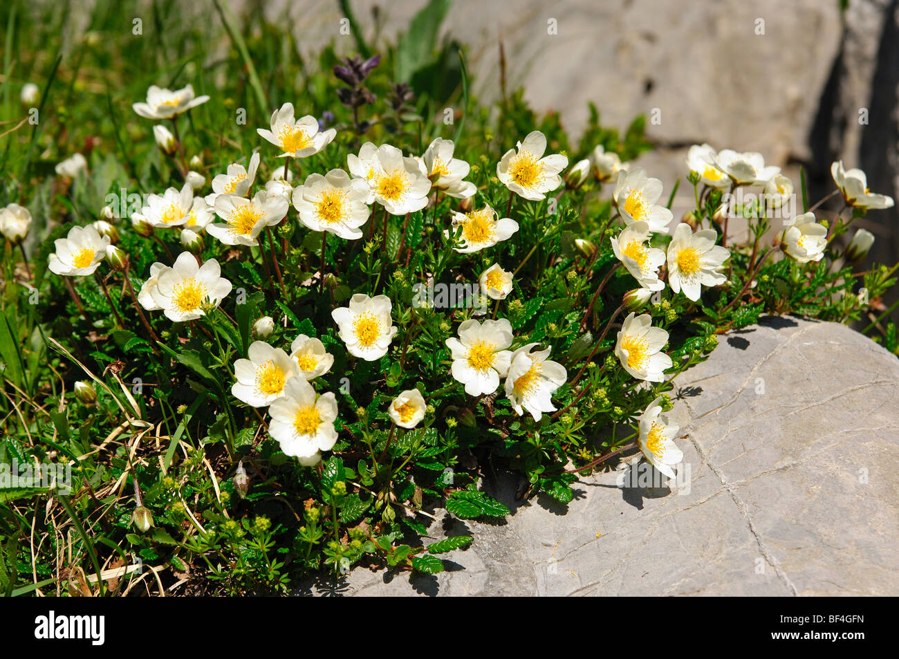 Alpine buttercup (Ranunculus alpestris Stock Photo - Alamy