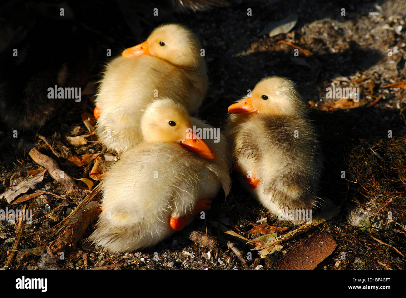 Three cute ducklings hi-res stock photography and images - Alamy