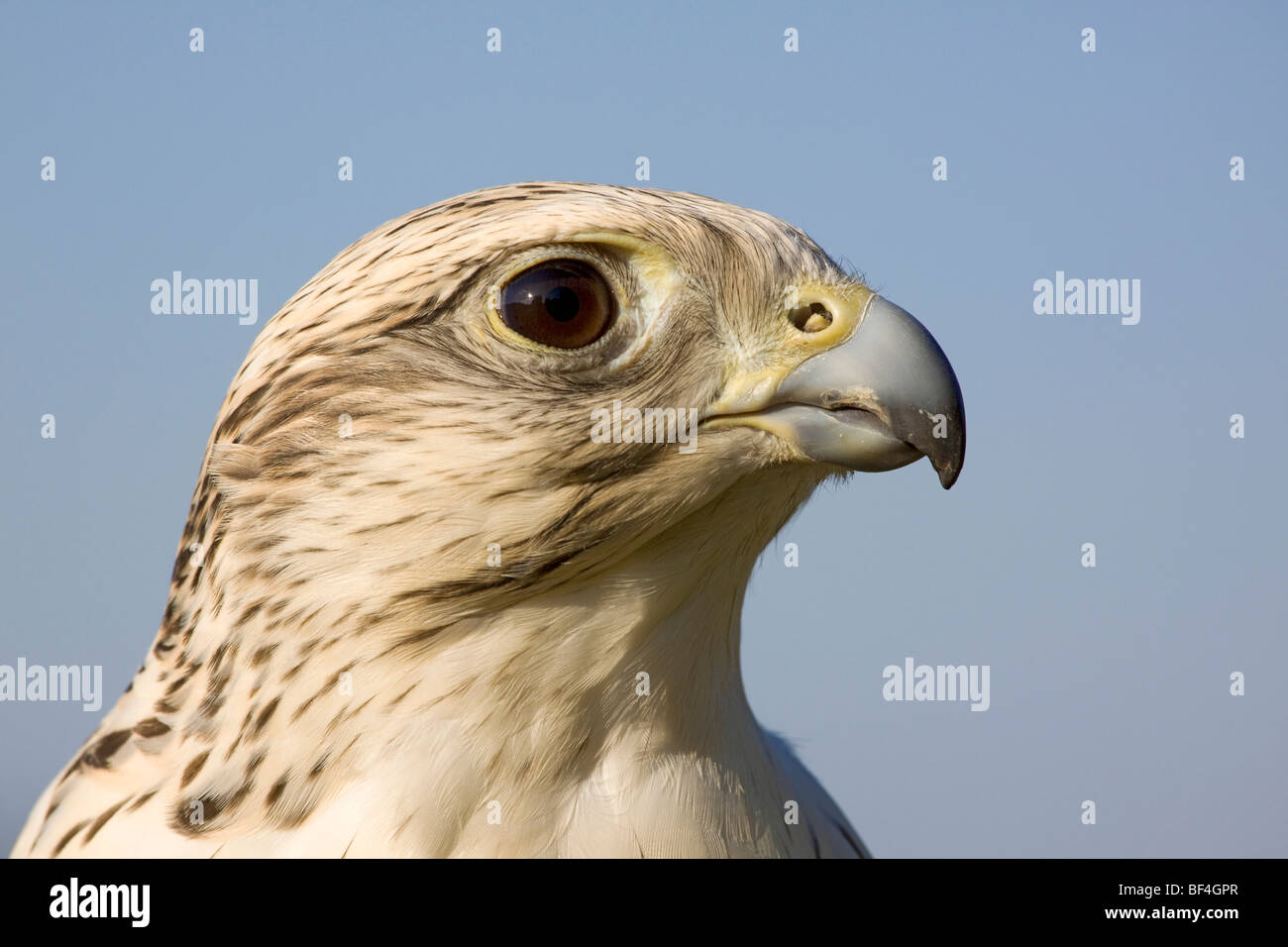 Falcon, Saker Falcon (Falco hybrid), portrait, Wildpark Daun Wildlife ...
