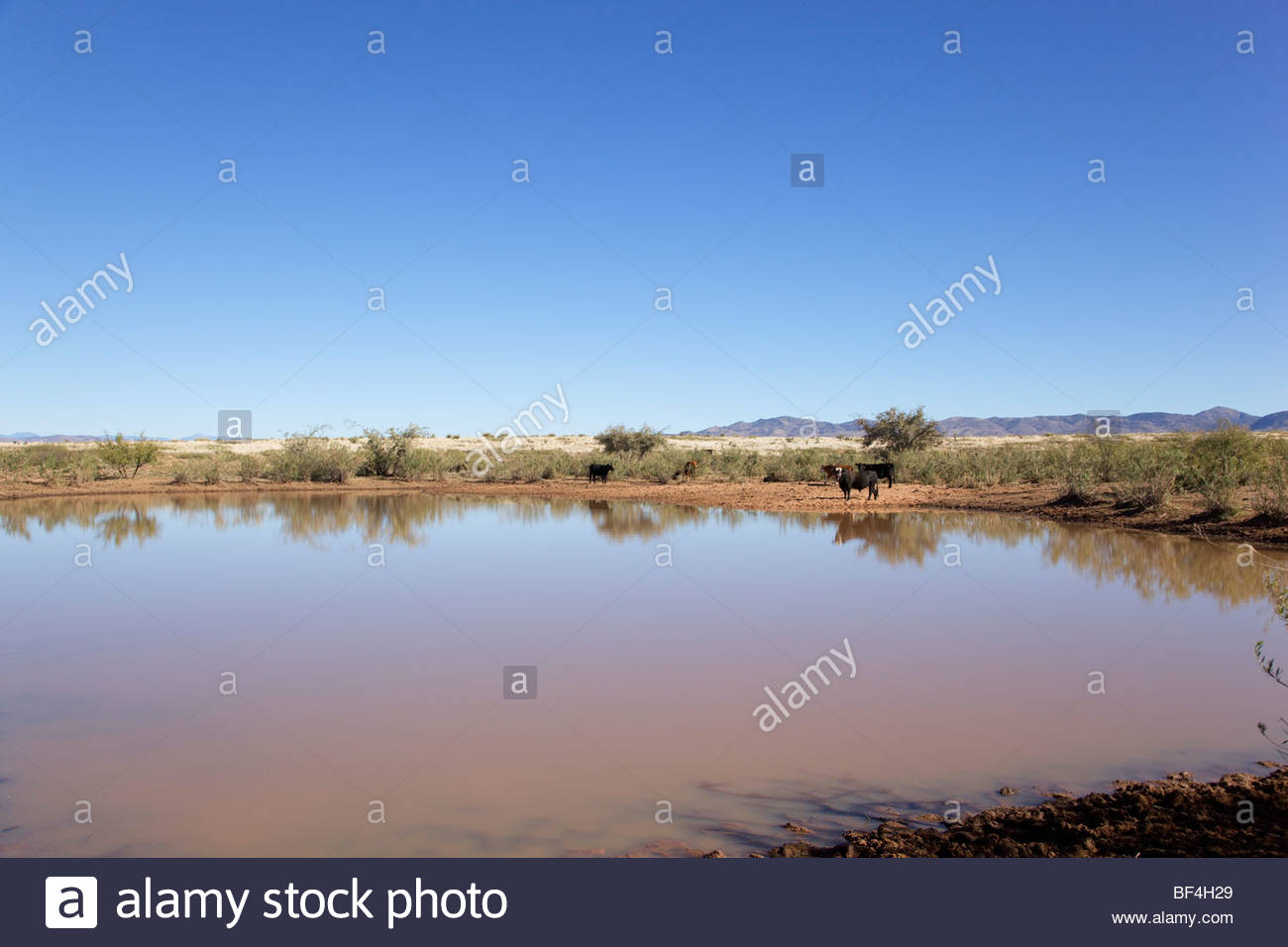 Tank Cows Stock Photos & Tank Cows Stock Images - Alamy