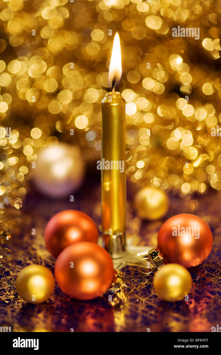 Golden flame tree hi-res stock photography and images - Alamy