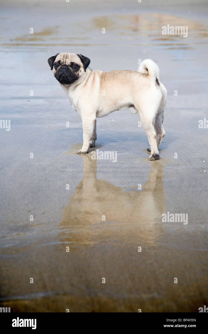 A pug is standing in shallow water at the sea Stock Photo - Alamy