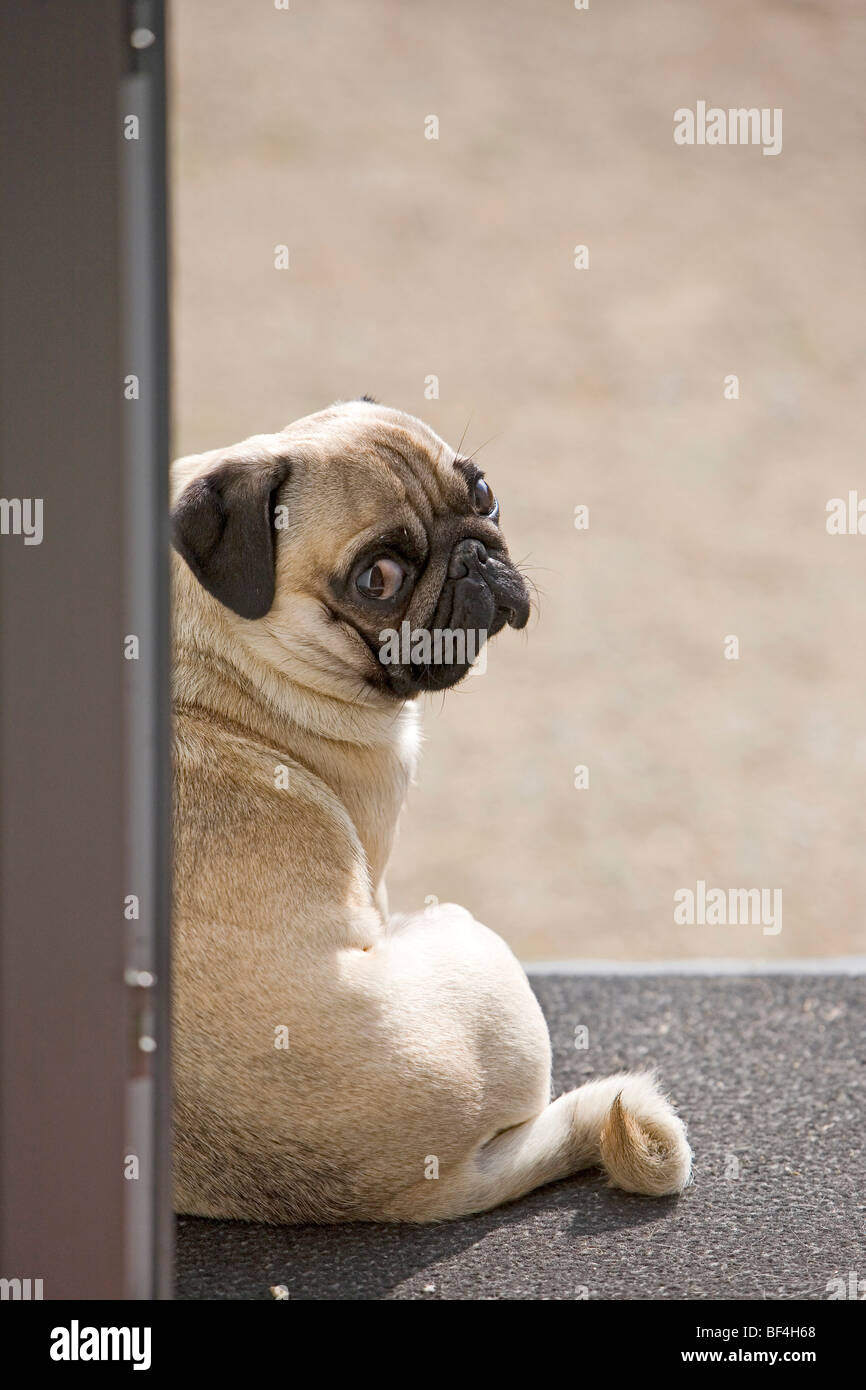 Dog Looking Backwards