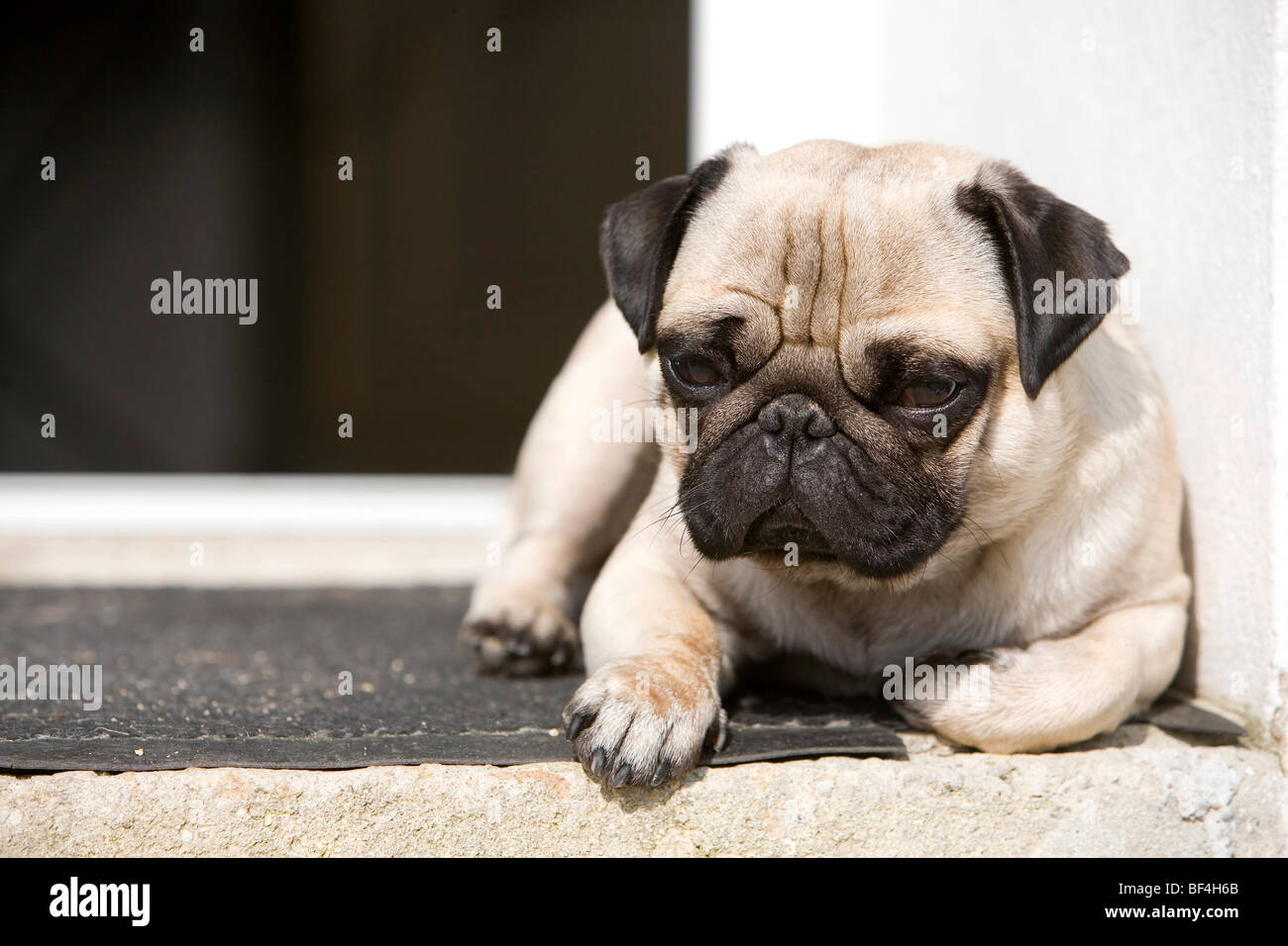 A pug is lying in a doorway and basking in the sun Stock Photo - Alamy