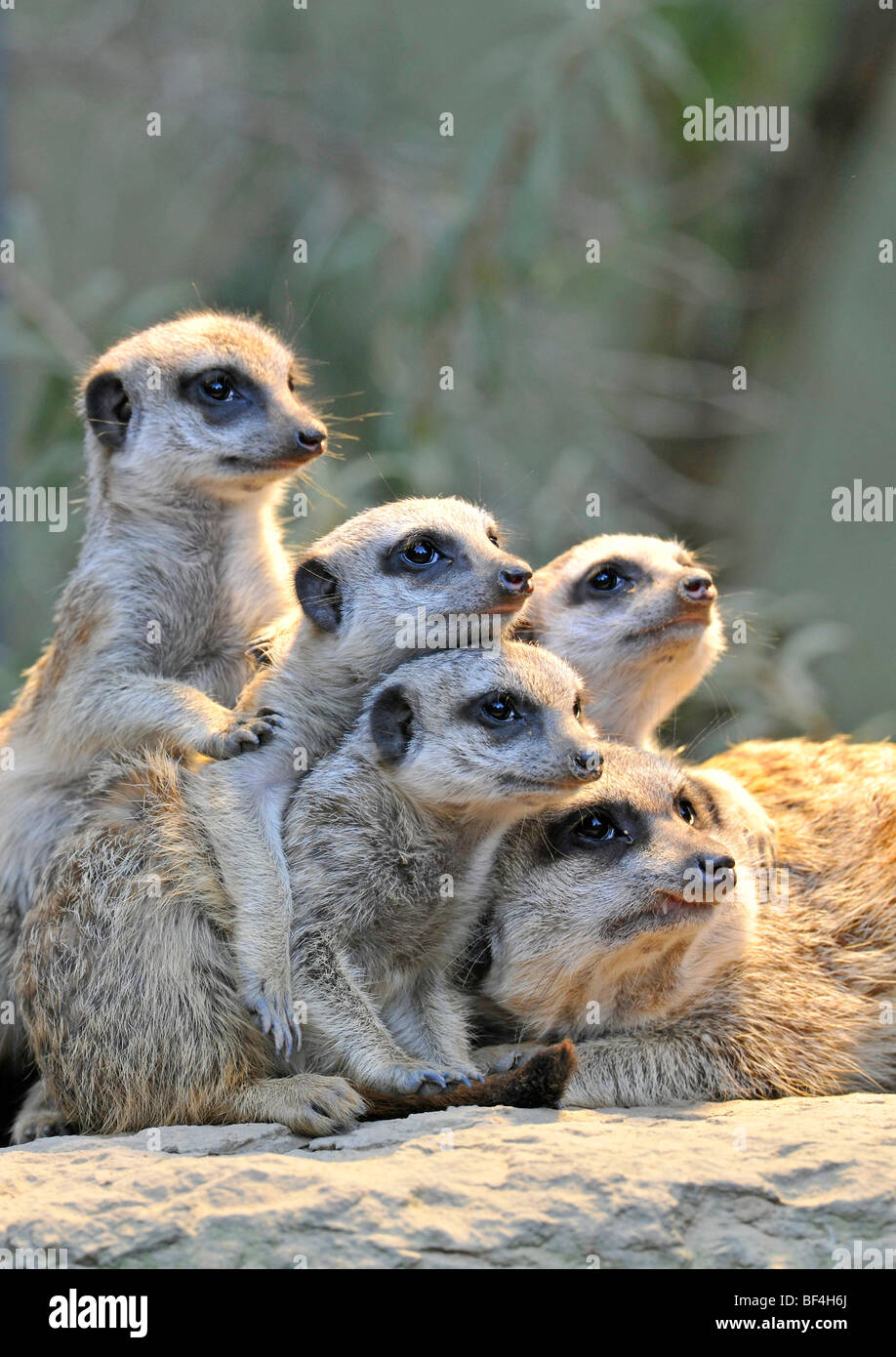 Meerkats (Suricata Suricatta), family, four young Stock Photo - Alamy