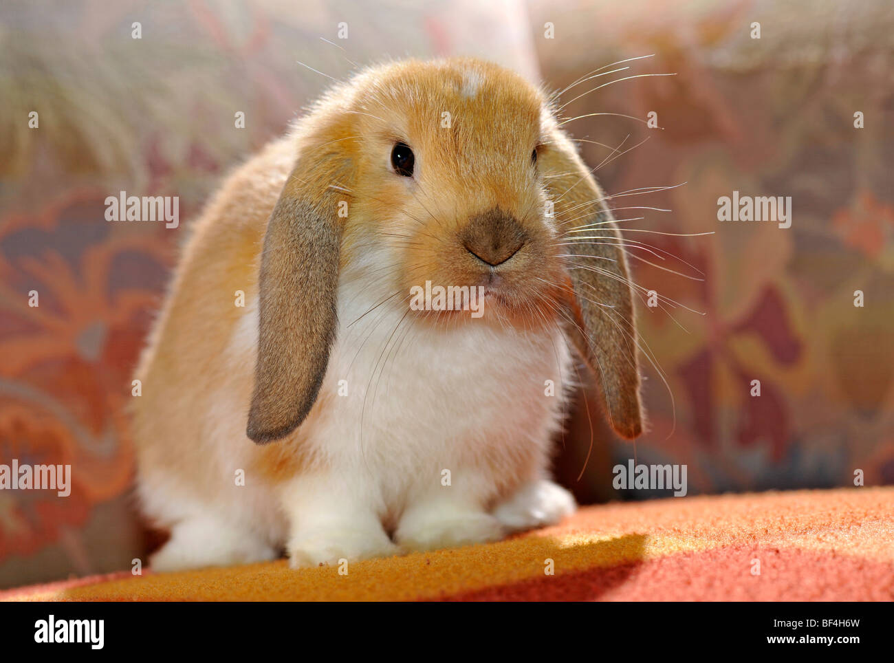 English Lop, male Stock Photo - Alamy