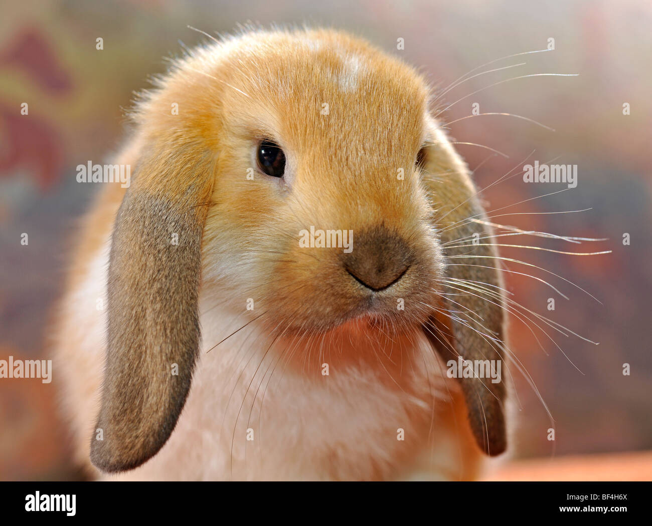 English Lop, male Stock Photo - Alamy