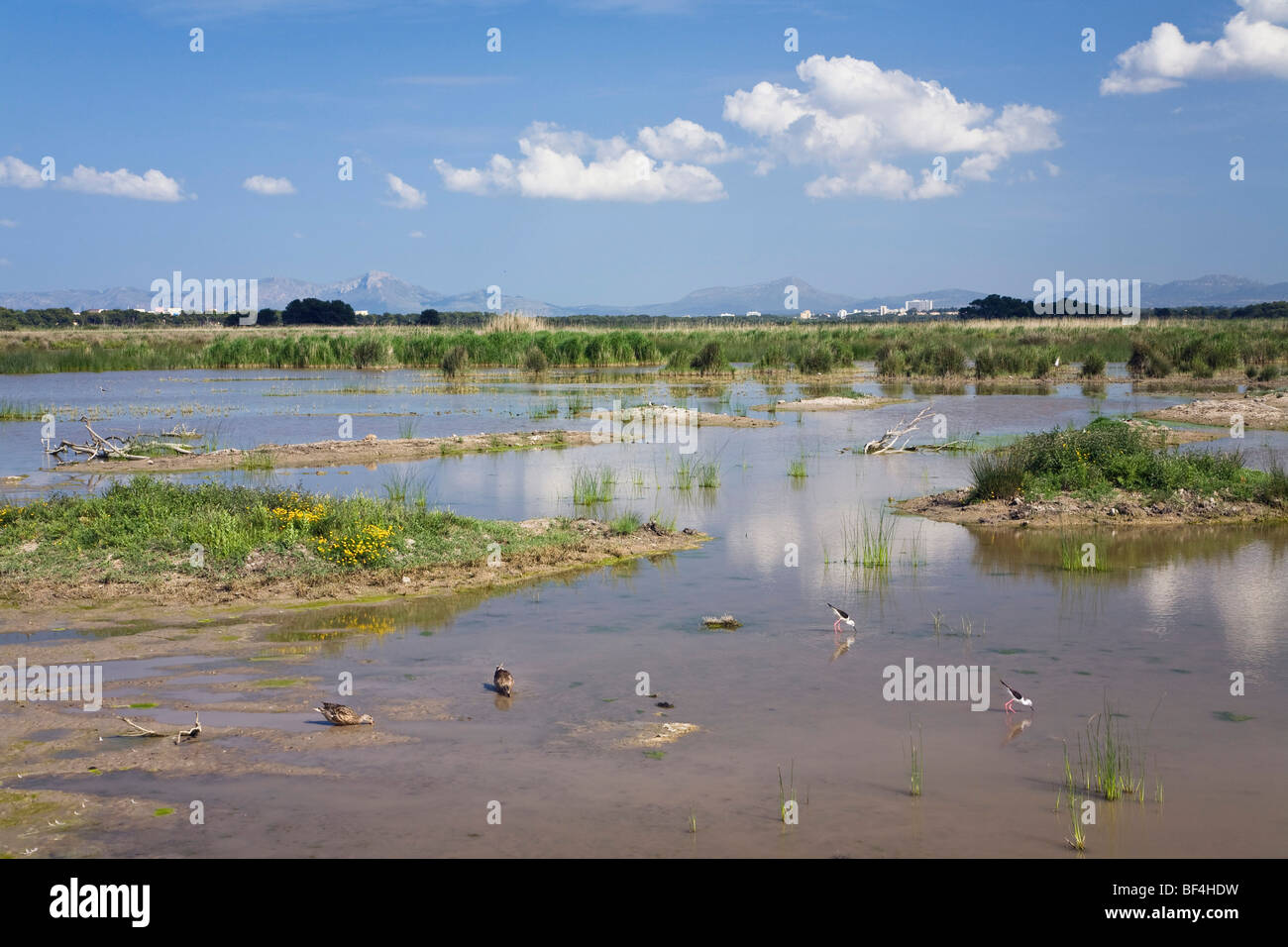 S'Albufera Nature Reserve, birds, Mallorca, Majorca, Balearic Islands ...