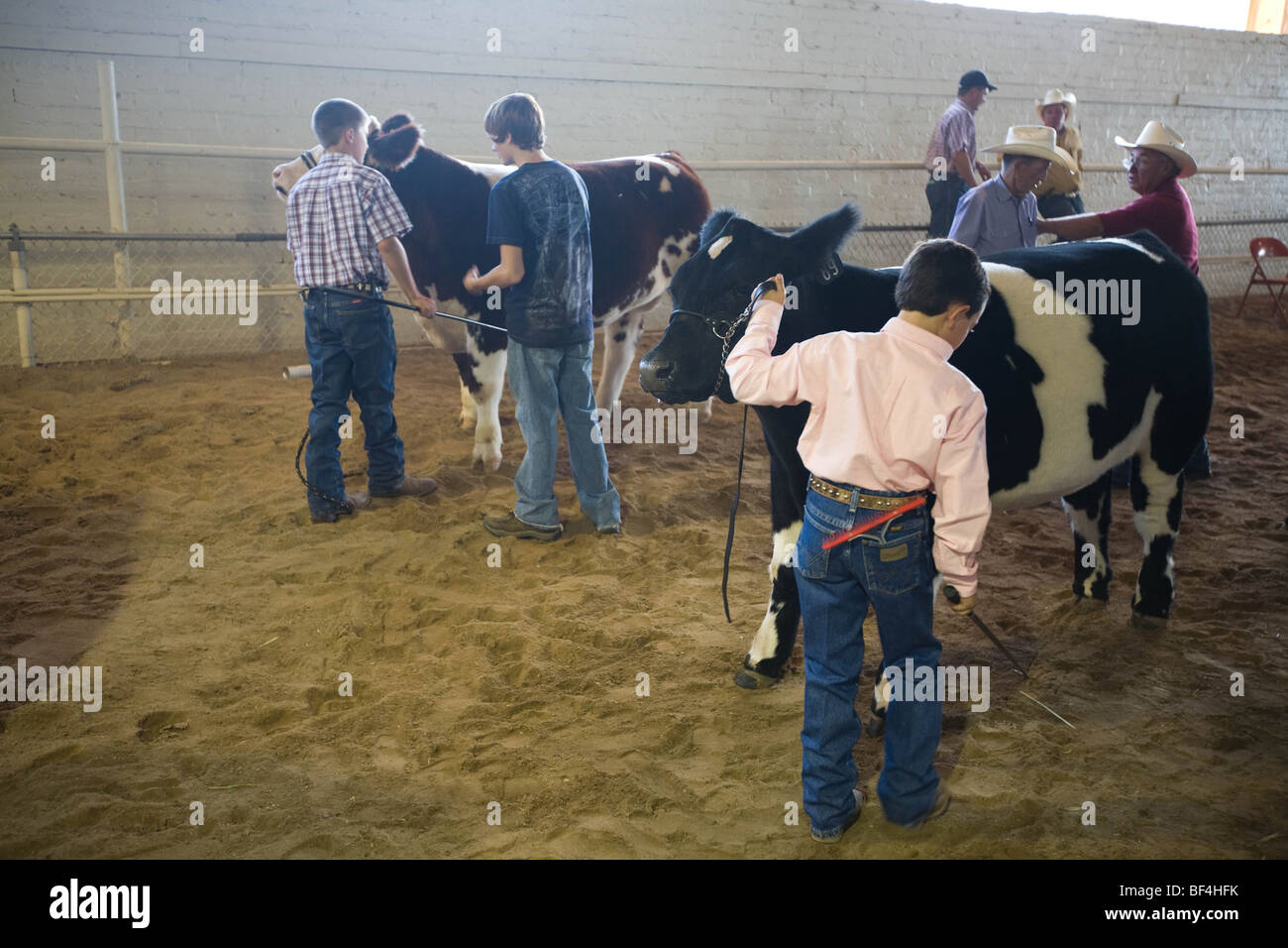 4H kids preparing their livestock for judging at the state fair Stock ...
