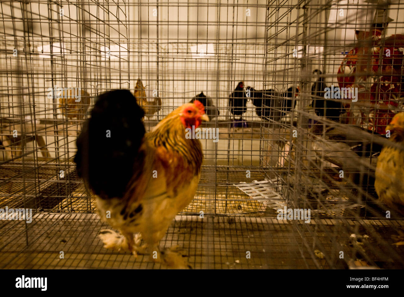 Caged rooster hi-res stock photography and images - Alamy