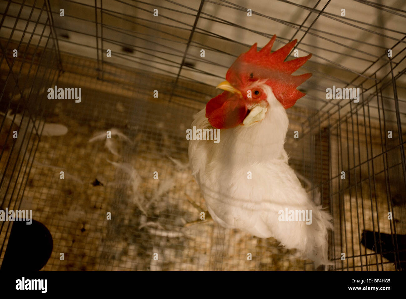 Caged rooster hi-res stock photography and images - Alamy
