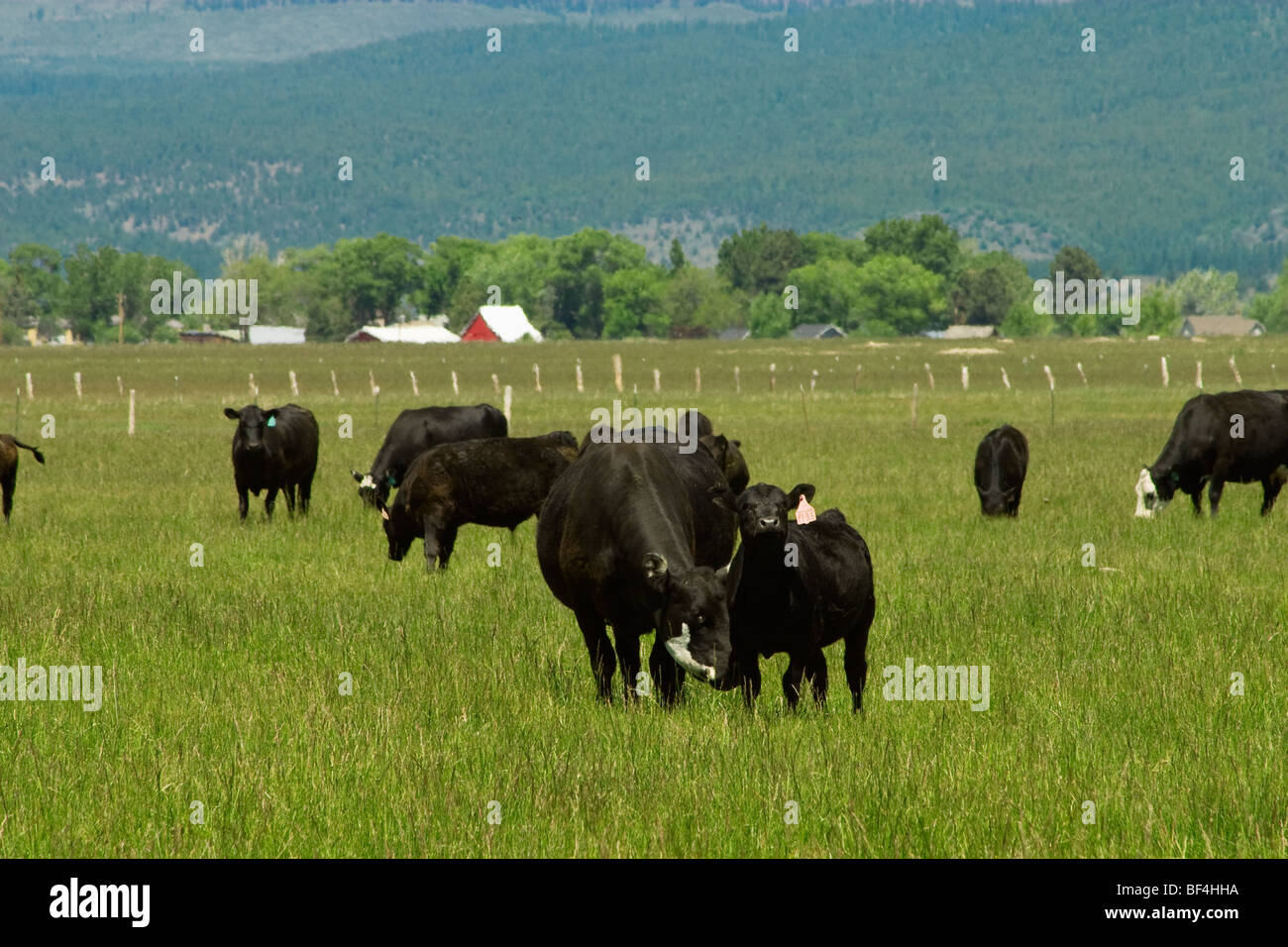 California Beef Cattle High Resolution Stock Photography and Images - Alamy