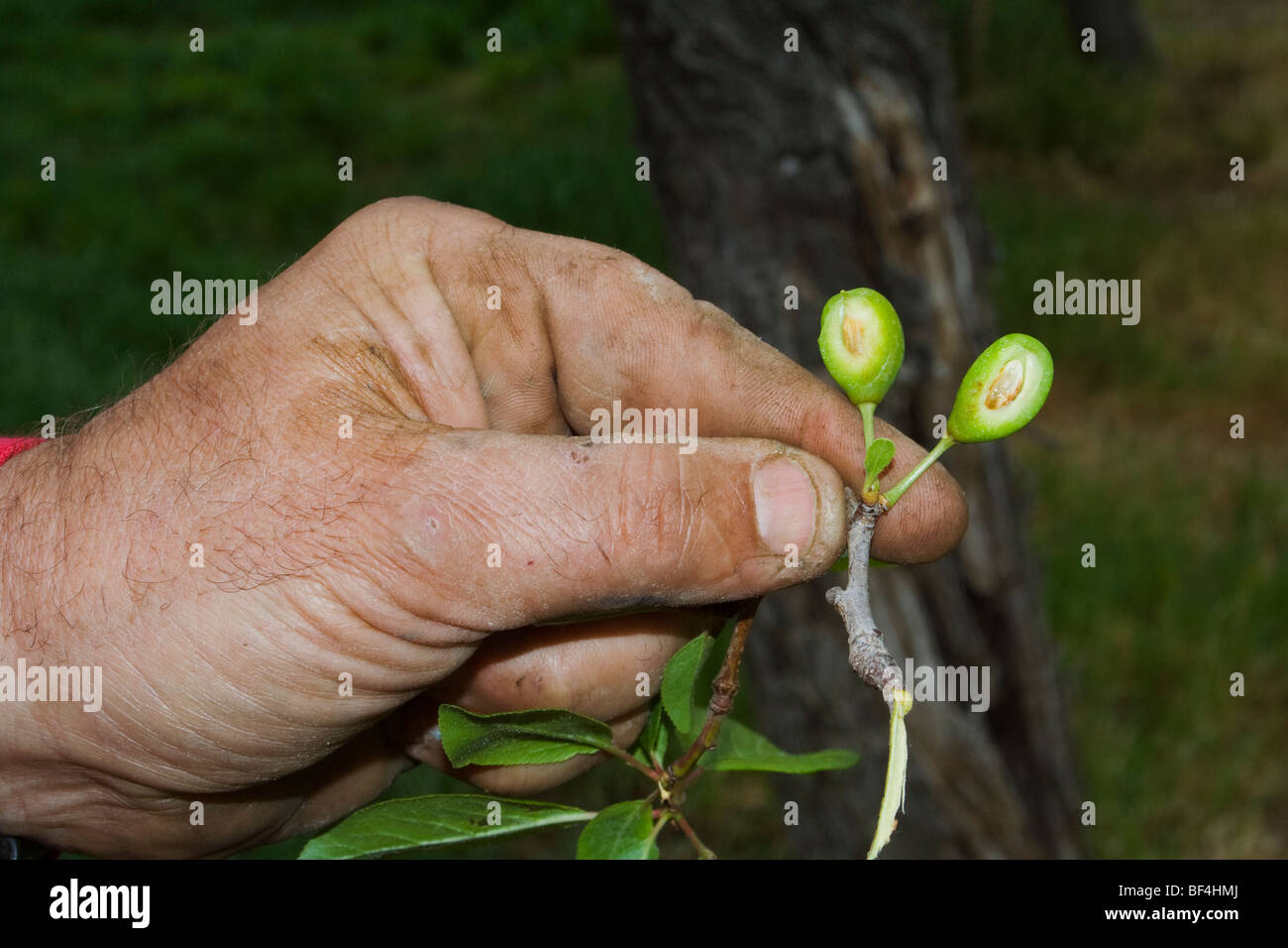 Farmer hand prunes hi-res stock photography and images - Alamy