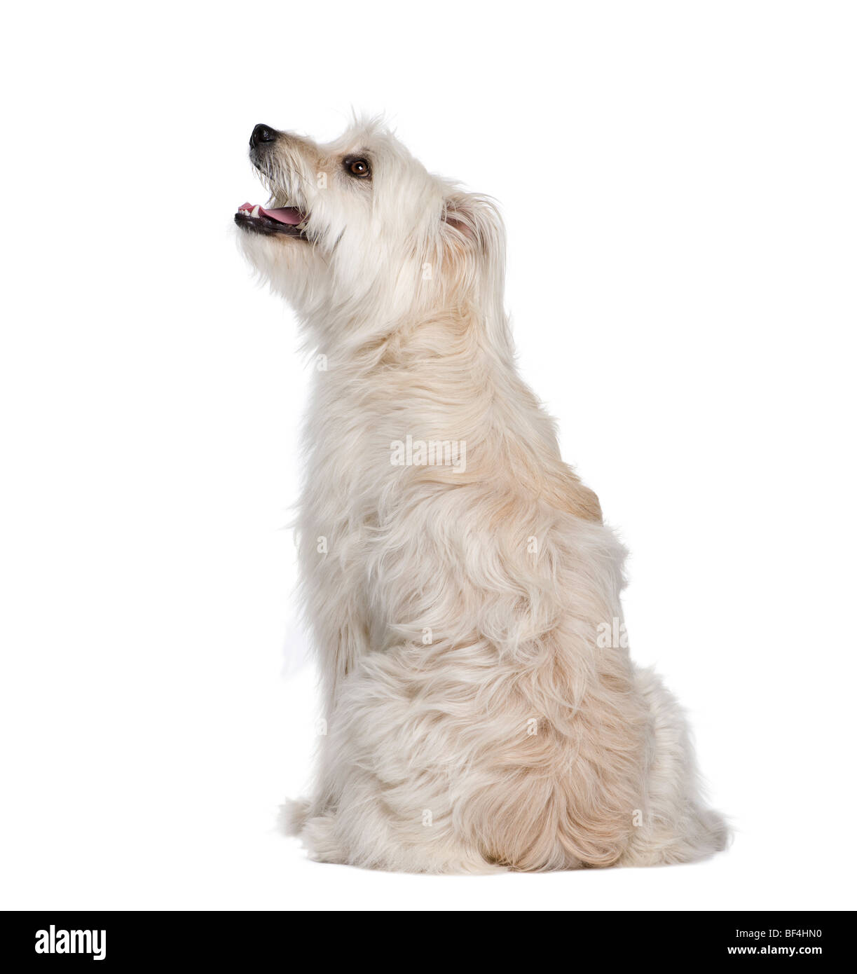 Pyrenean Shepherd, 2 years old, sitting in front of white background ...