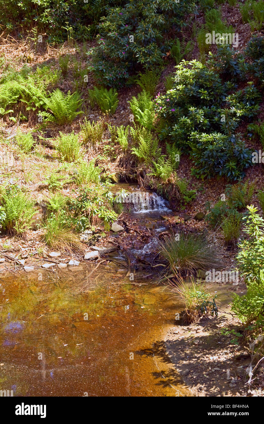 Small waterfall in the forest along the edge of Derwent reservoir Stock ...