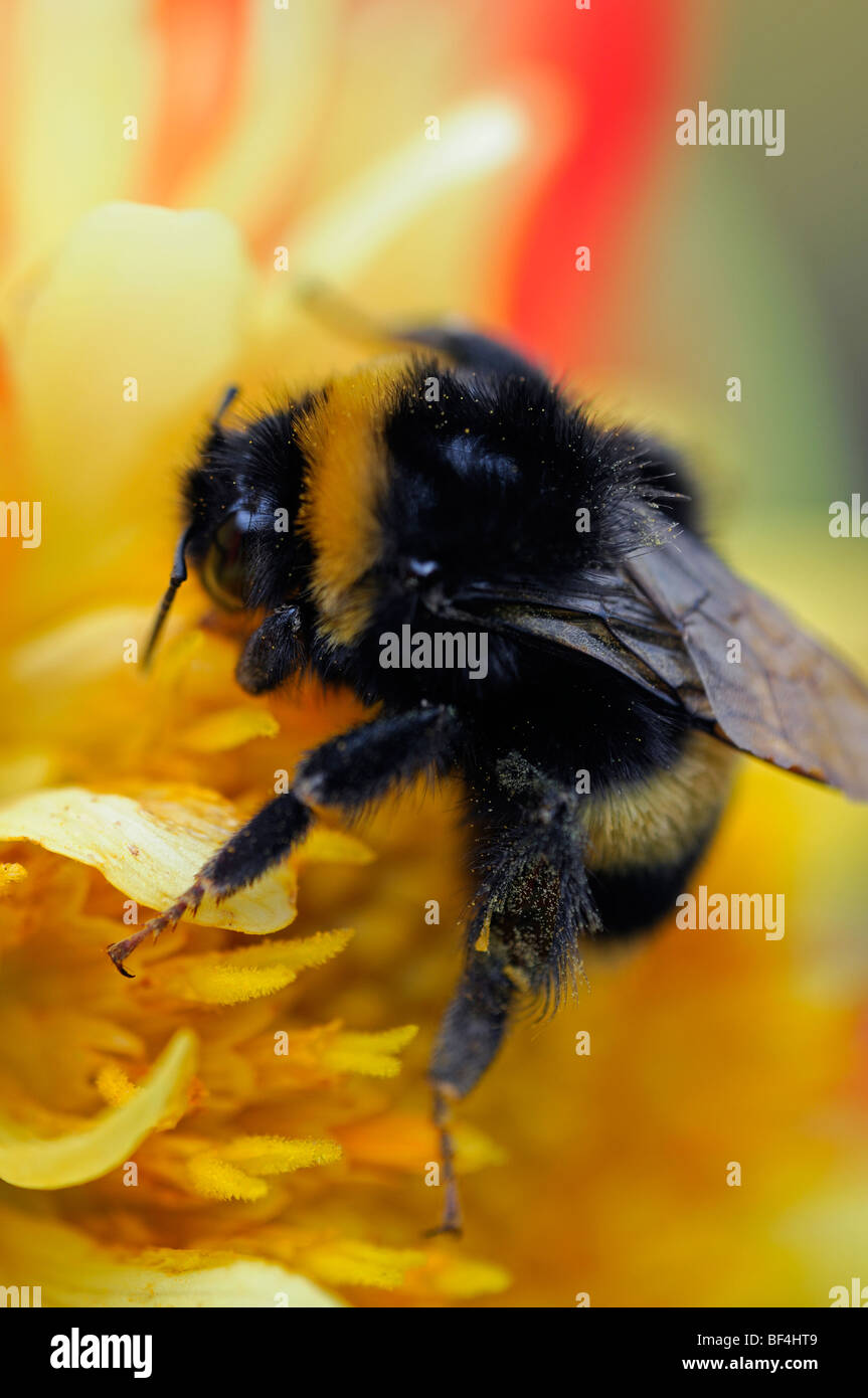honey bee feeding feed drink drinking nectar pollen pollinating ...