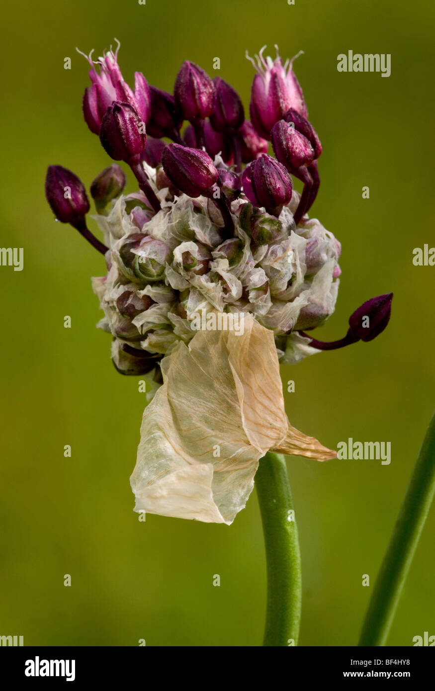 Sand leek Allium scordoprasum, flowers and bulbils Stock Photo - Alamy