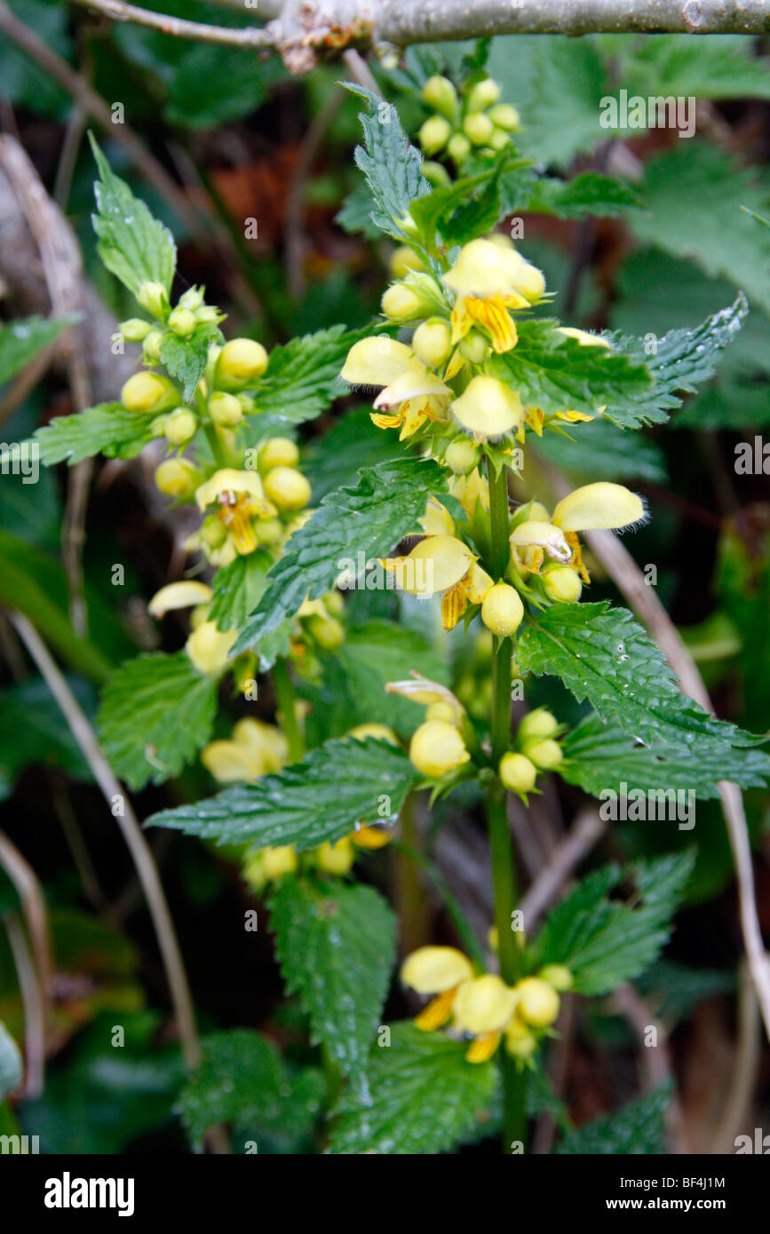 Native wildflower hi-res stock photography and images - Alamy