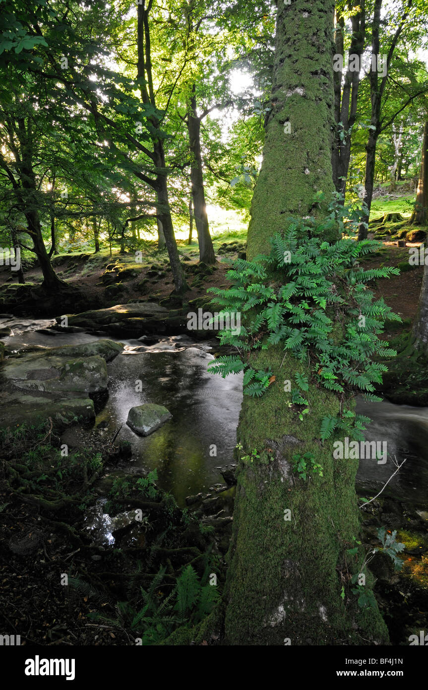 Cloghleagh River waterfall stream Wicklow Ireland Stock Photo - Alamy