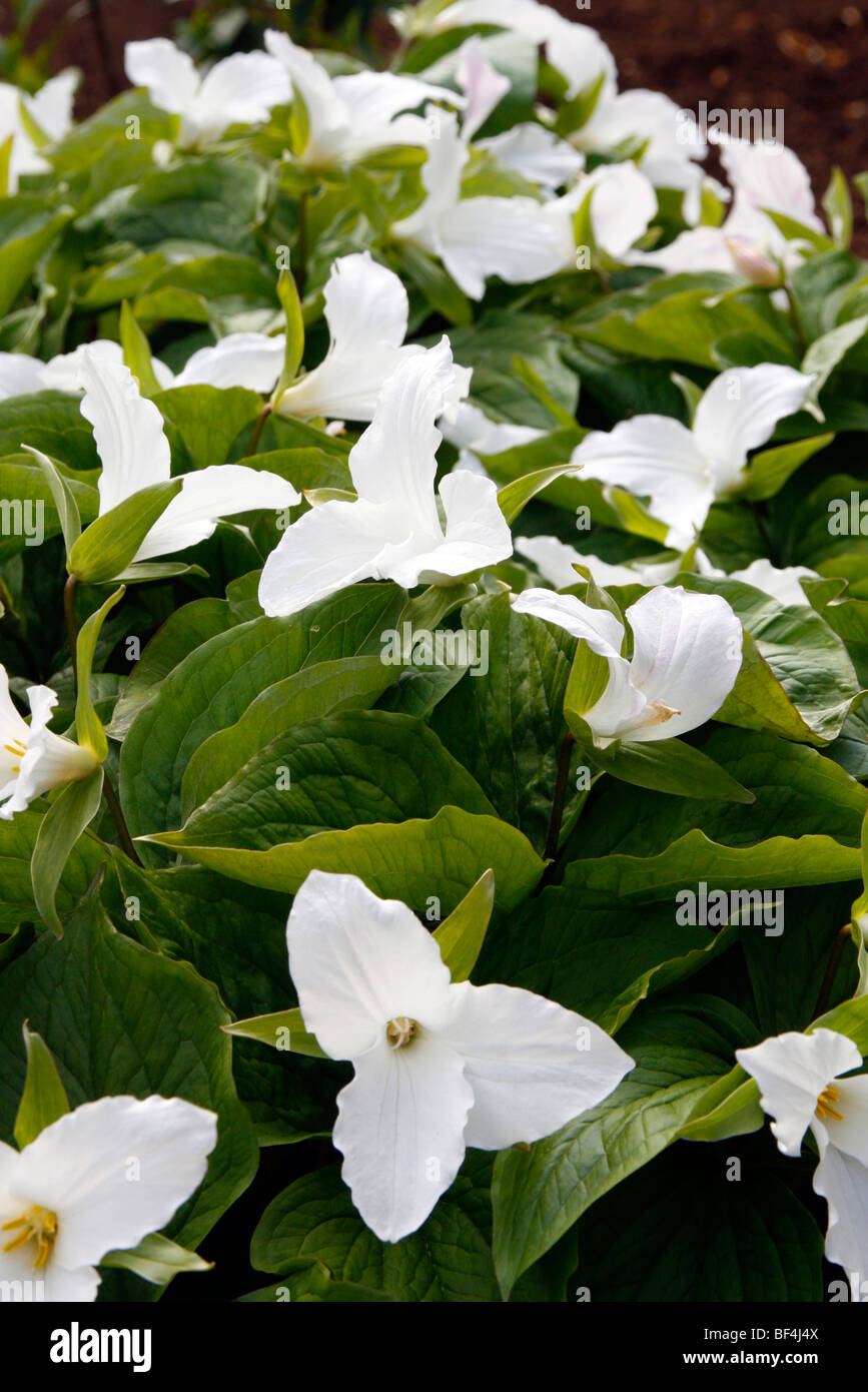 Trillium grandiflorum AGM Stock Photo - Alamy