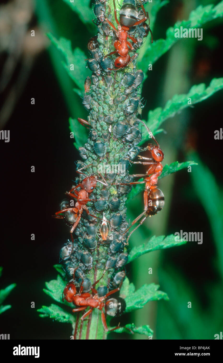 Red barbed ants hi-res stock photography and images - Alamy