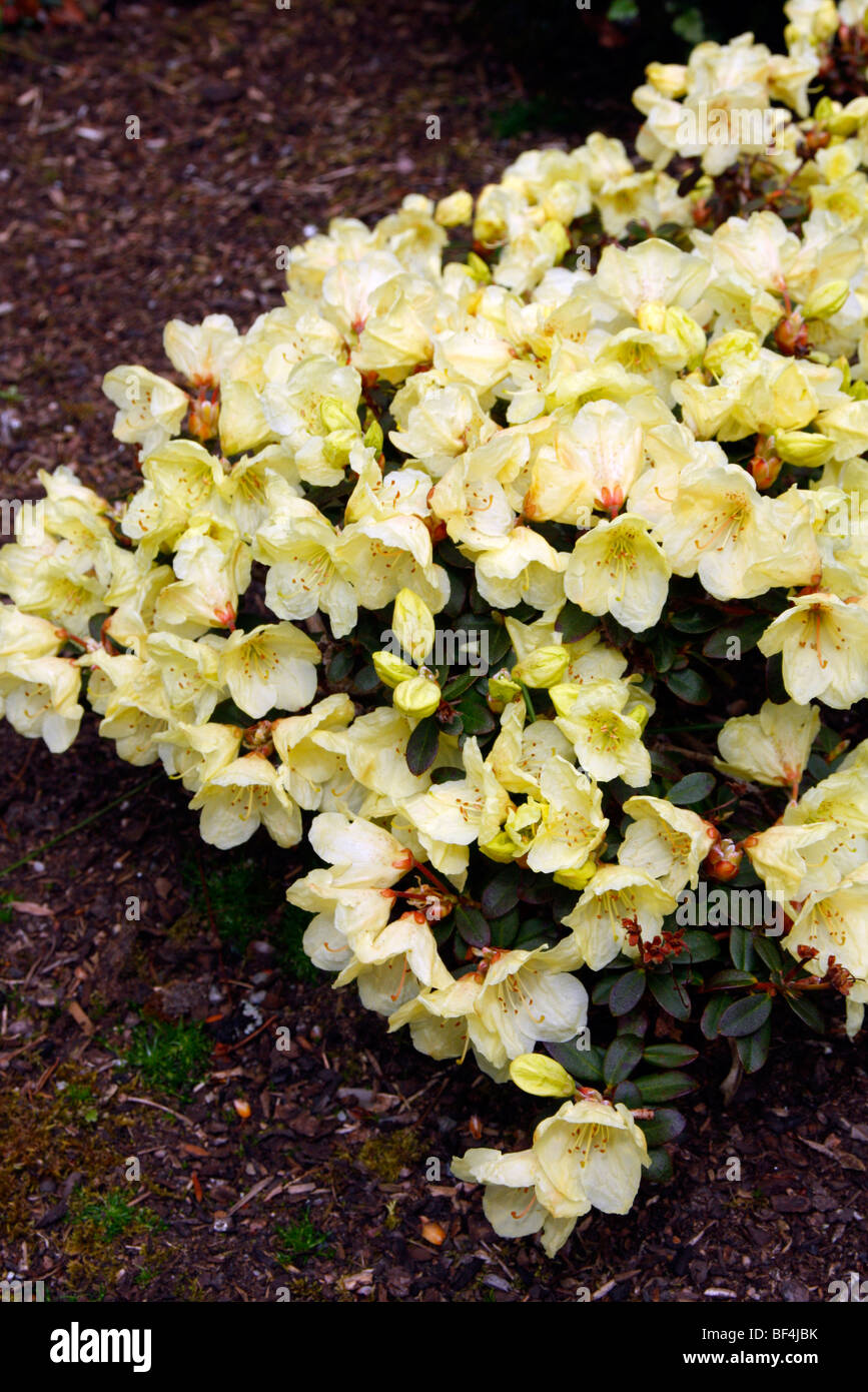 Rhododendron wren hi-res stock photography and images - Alamy