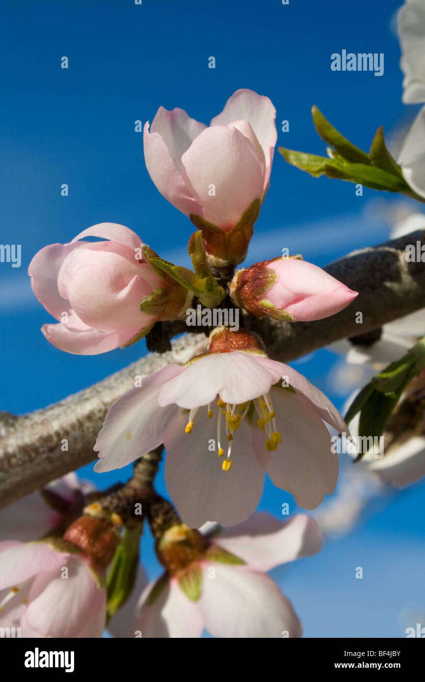 Almond trees bloom hi-res stock photography and images - Alamy