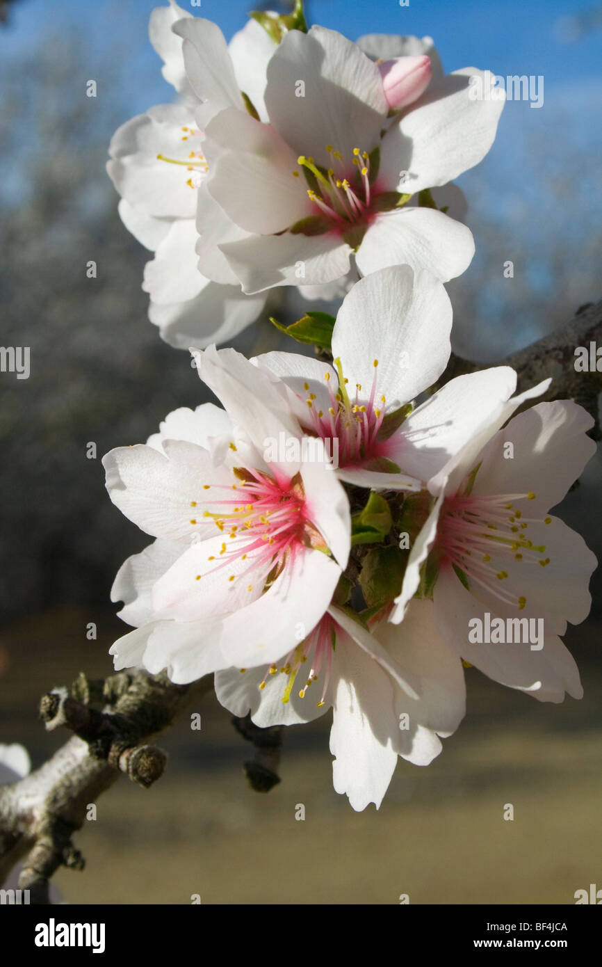 Blooming almond orchards hi-res stock photography and images - Alamy