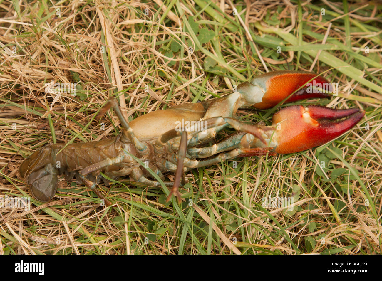 Crayfish Uk Stock Photos & Crayfish Uk Stock Images - Alamy