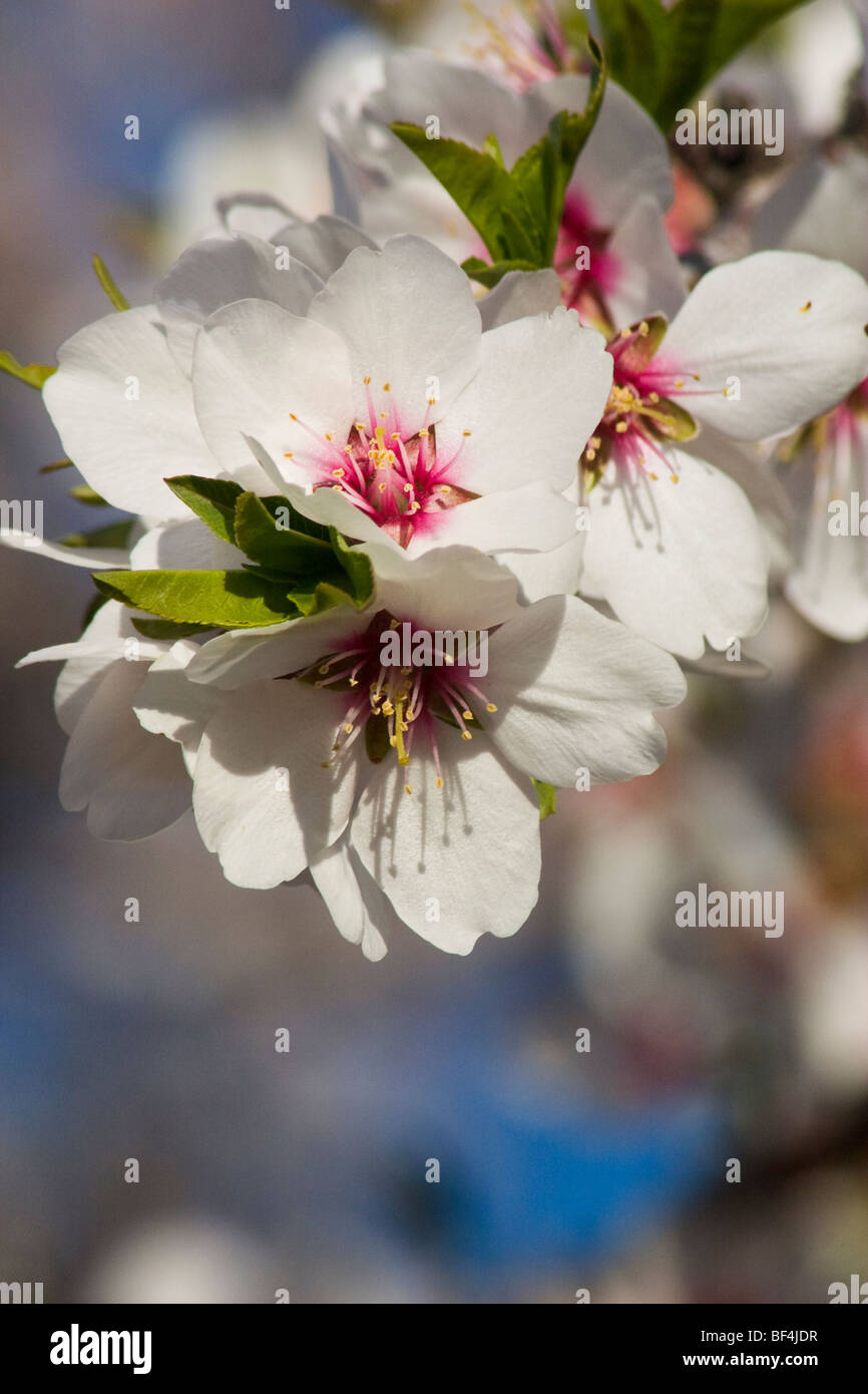 Nut blossom hi-res stock photography and images - Alamy
