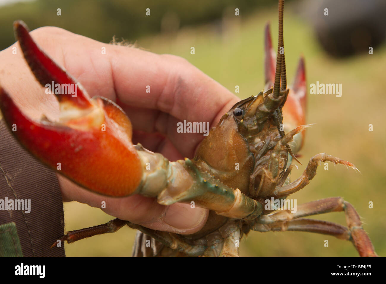 An american signal crayfish taken from the river thames Stock Photo - Alamy