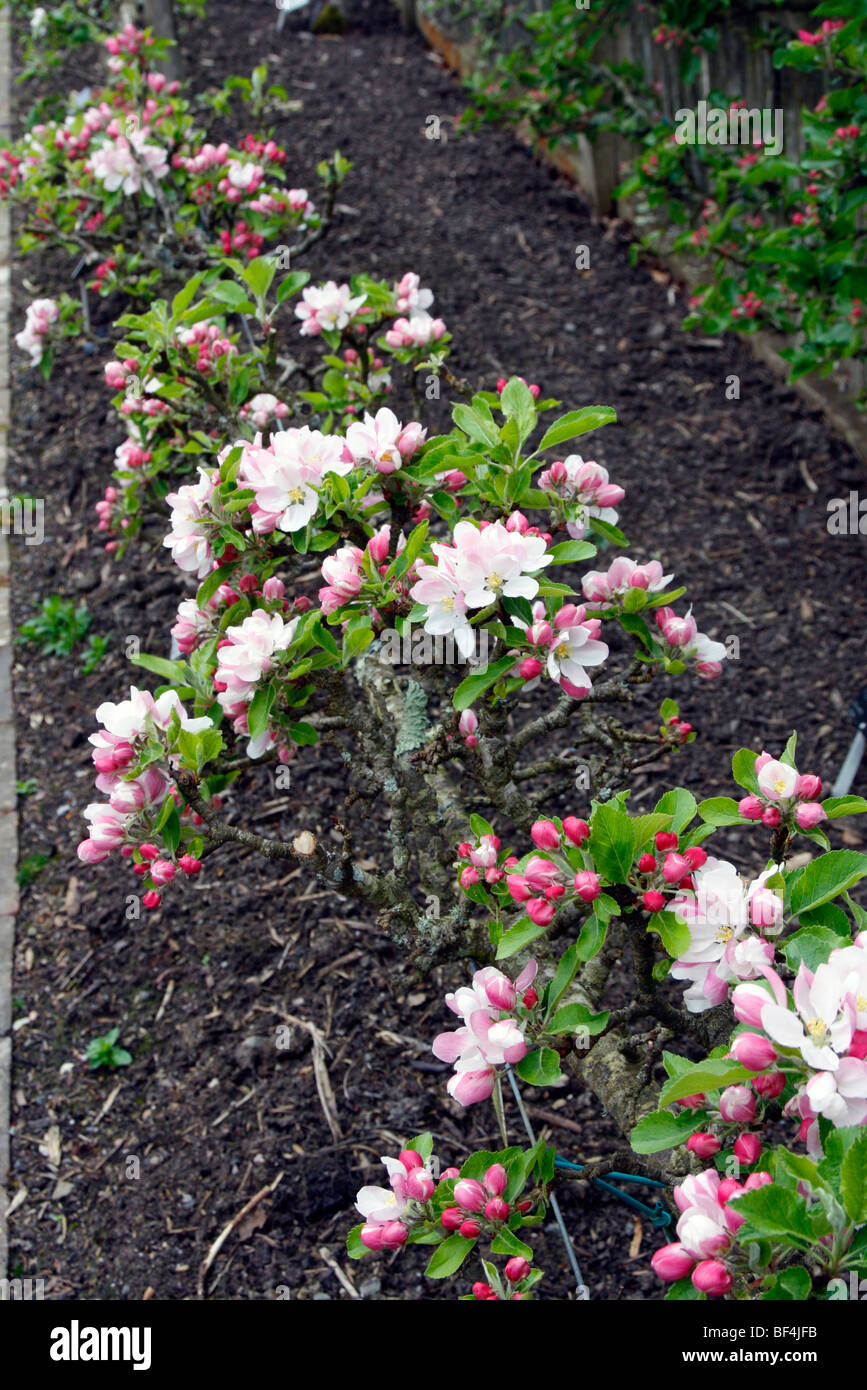 Stepover fruit hi-res stock photography and images - Alamy