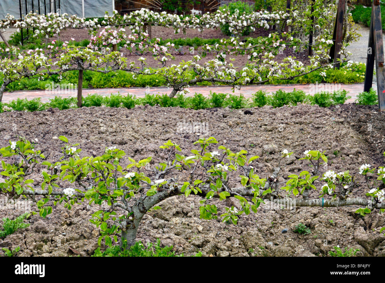 Guyot training hi-res stock photography and images - Alamy