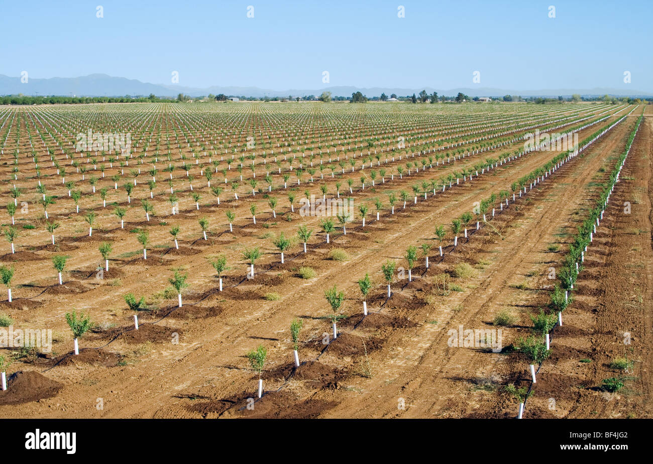 Rows of young almond trees in a recently planted orchard. The trees ...