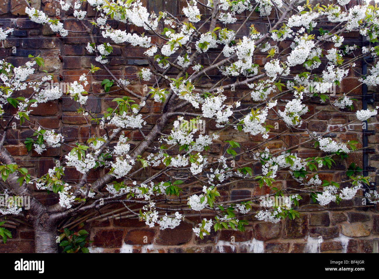 Rootstock Tree High Resolution Stock Photography and Images - Alamy