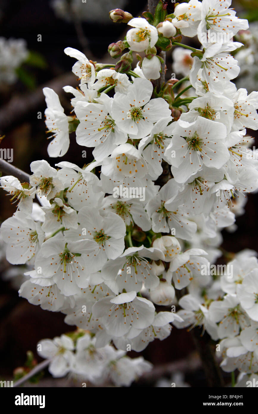Prunus avium stella spring hi-res stock photography and images - Alamy