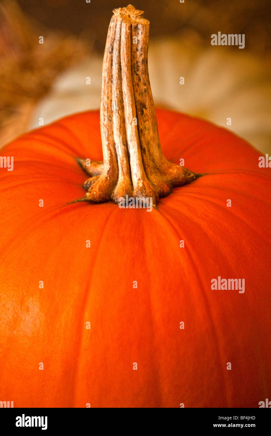 Pumpkin & Stalk Stock Photo - Alamy