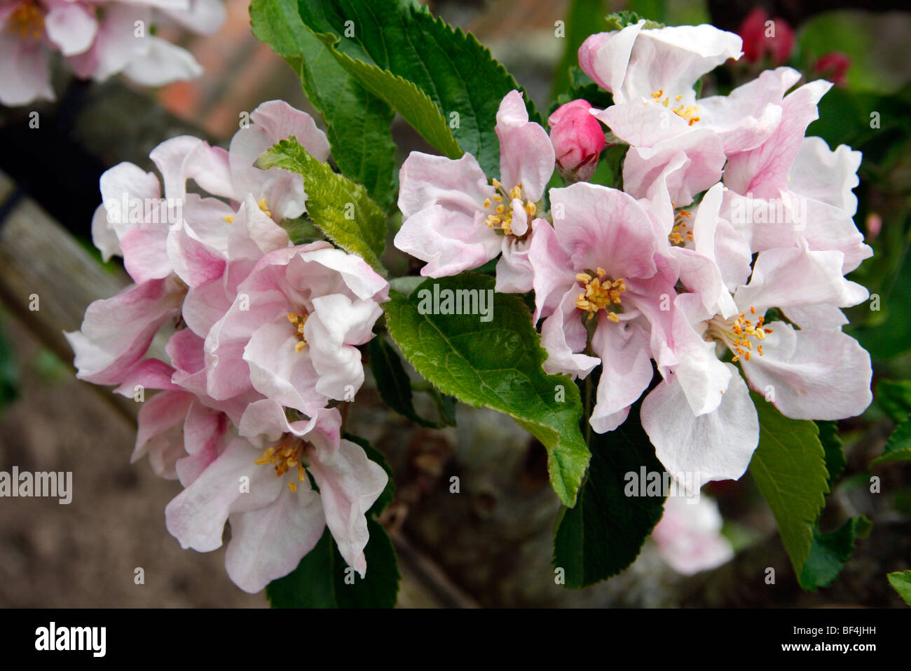 Blossom fiesta hi-res stock photography and images - Alamy