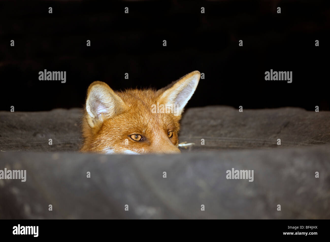 Captive animal hi-res stock photography and images - Alamy