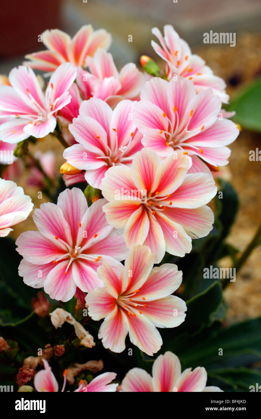 Lewisia hi-res stock photography and images - Alamy